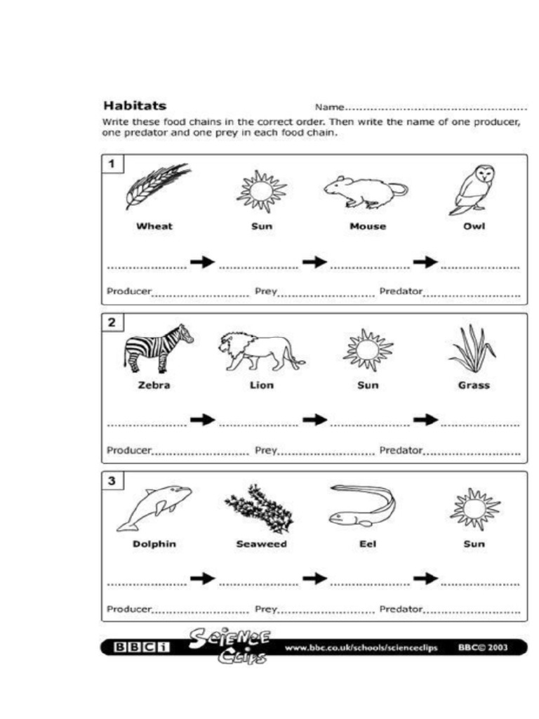 Food Chains Worksheet | PDF
