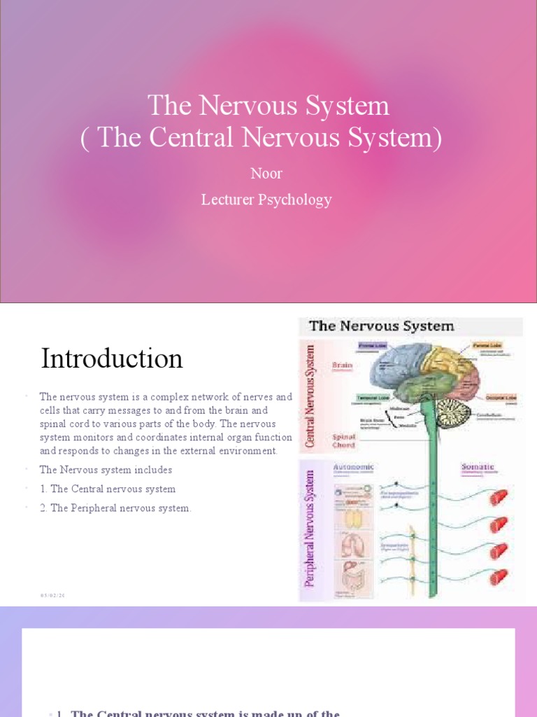 The Nervous System - Brain | PDF | Central Nervous System | Nervous System