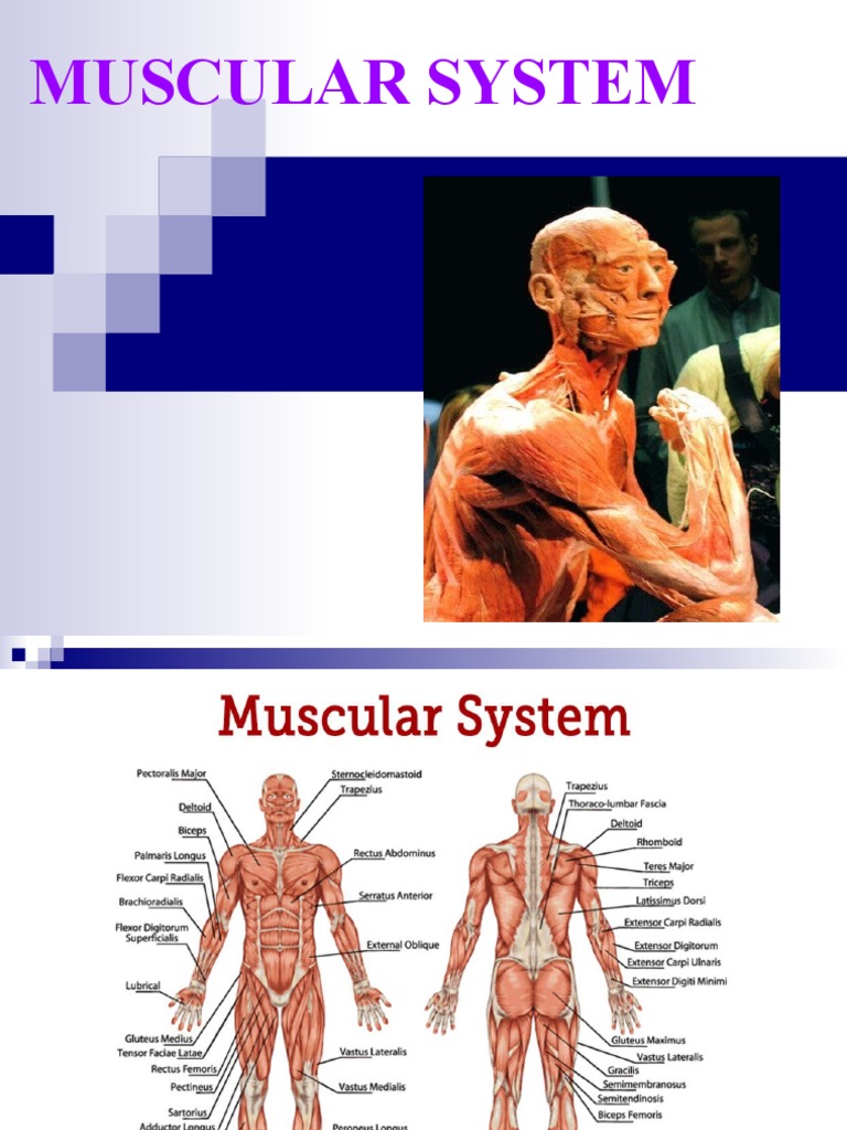 Muscular System | PDF | Human Leg | Skeletal Muscle