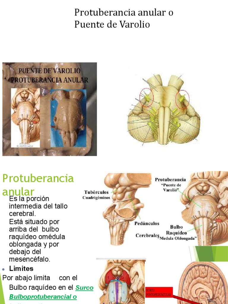 Anatomía Del Puente De Varolio Sistema Nervioso Central Wikipedia,