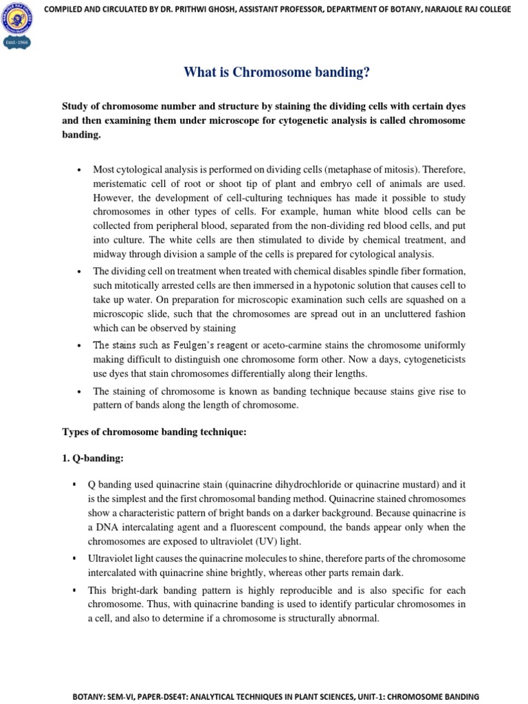 Chromosome Banding | PDF | Karyotype | Cytogenetics