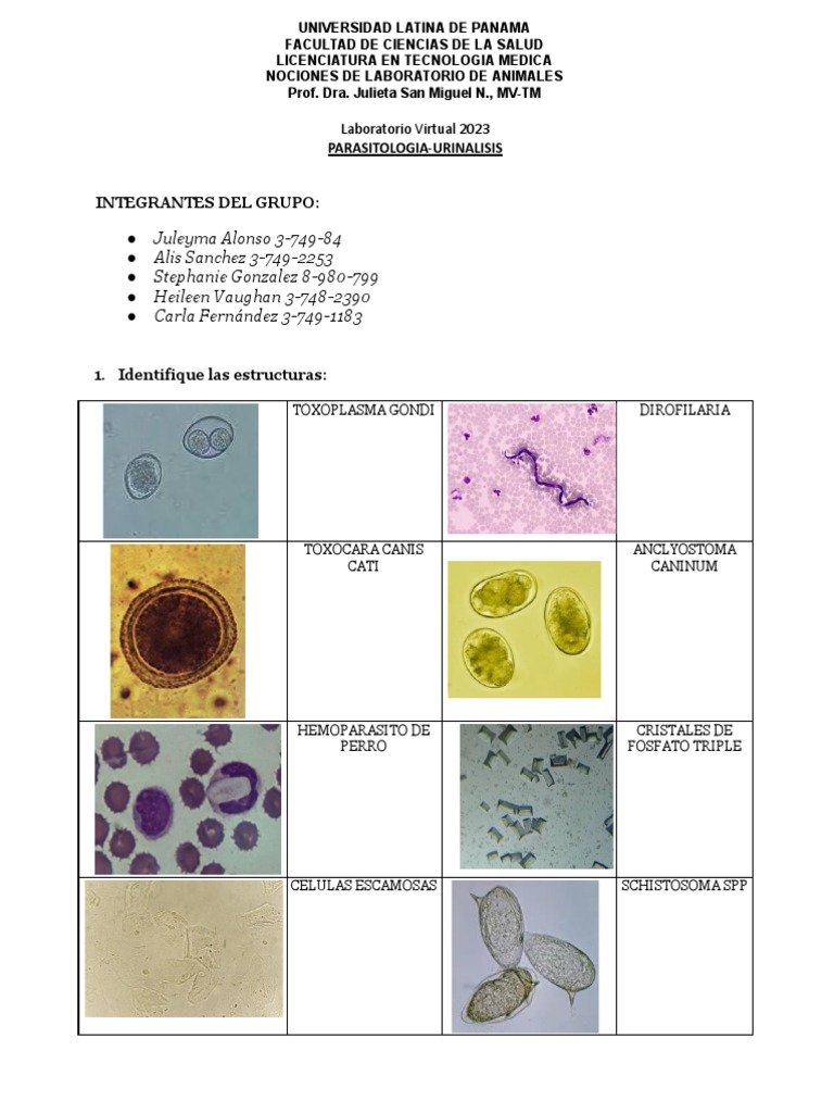 Laboratorio de Para-Uri | PDF | Especialidades Medicas | Medicina CLINICA