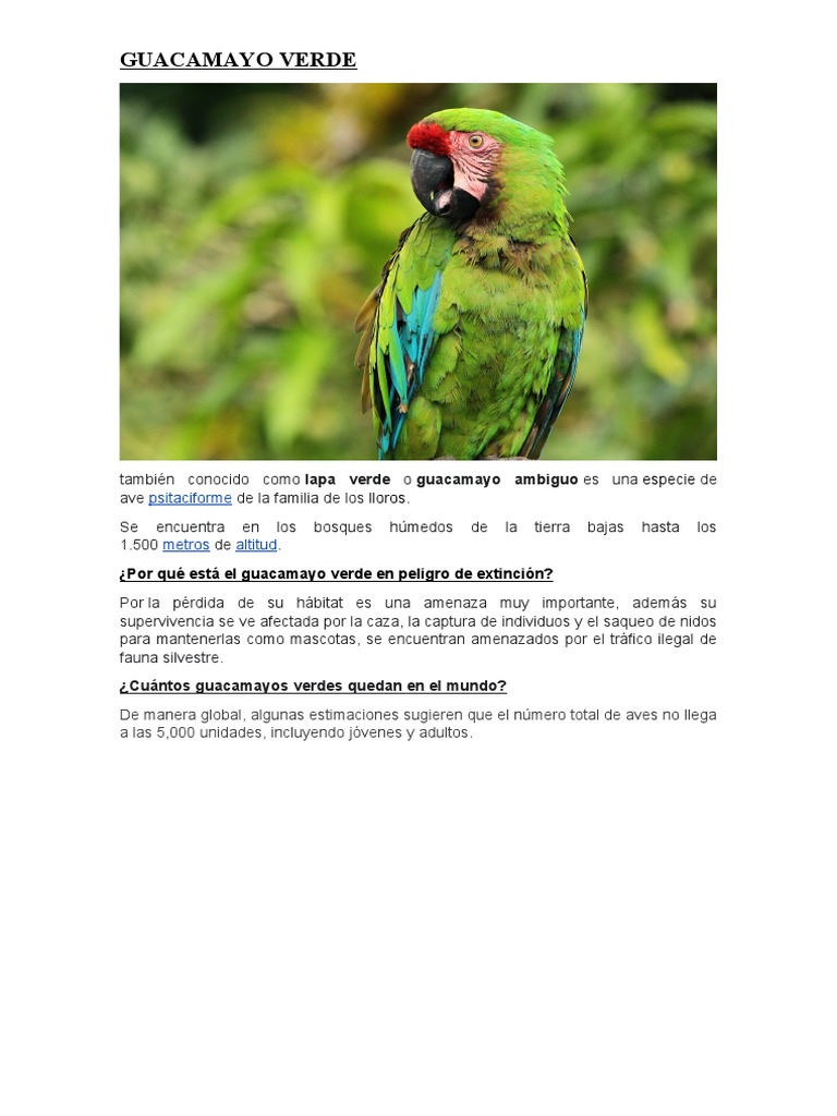 Guacamayo Verde | PDF | Especie en peligro | Rinoceronte
