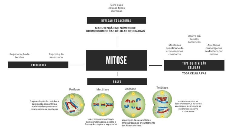 Mapa mental MItose.pdf | PDF | Mitose | Genética