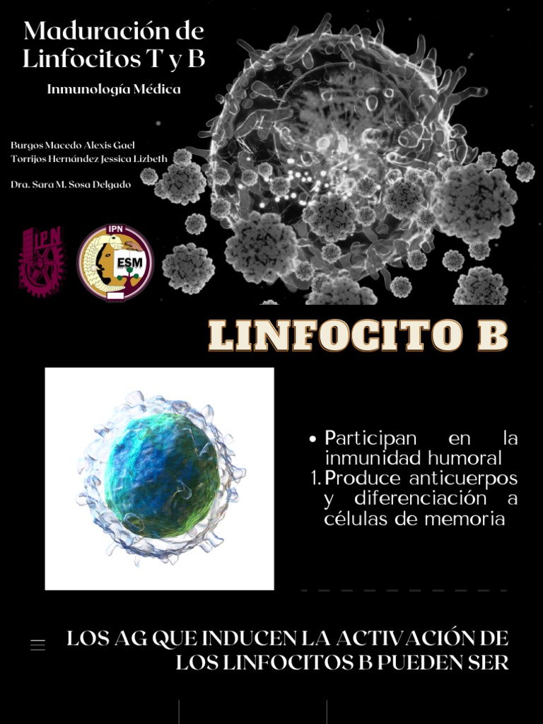Maduración de Linfocitos T y B | PDF | Célula B | Linfocitos