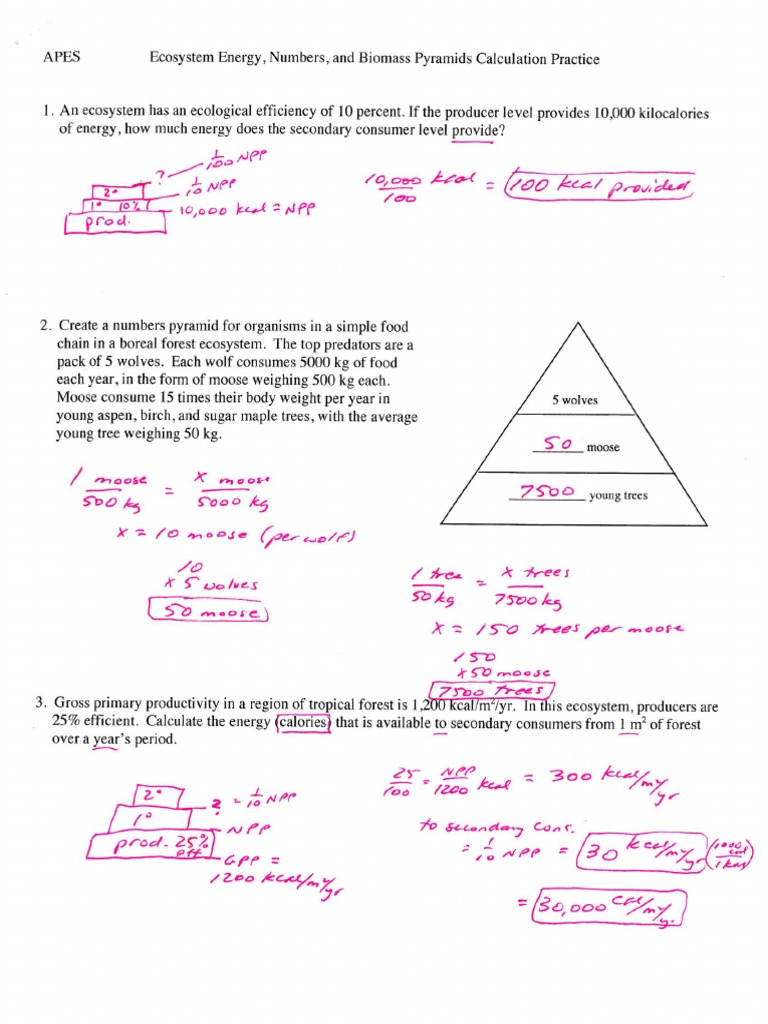 Ecosystem Pyramid Calculations KEY PDF | PDF