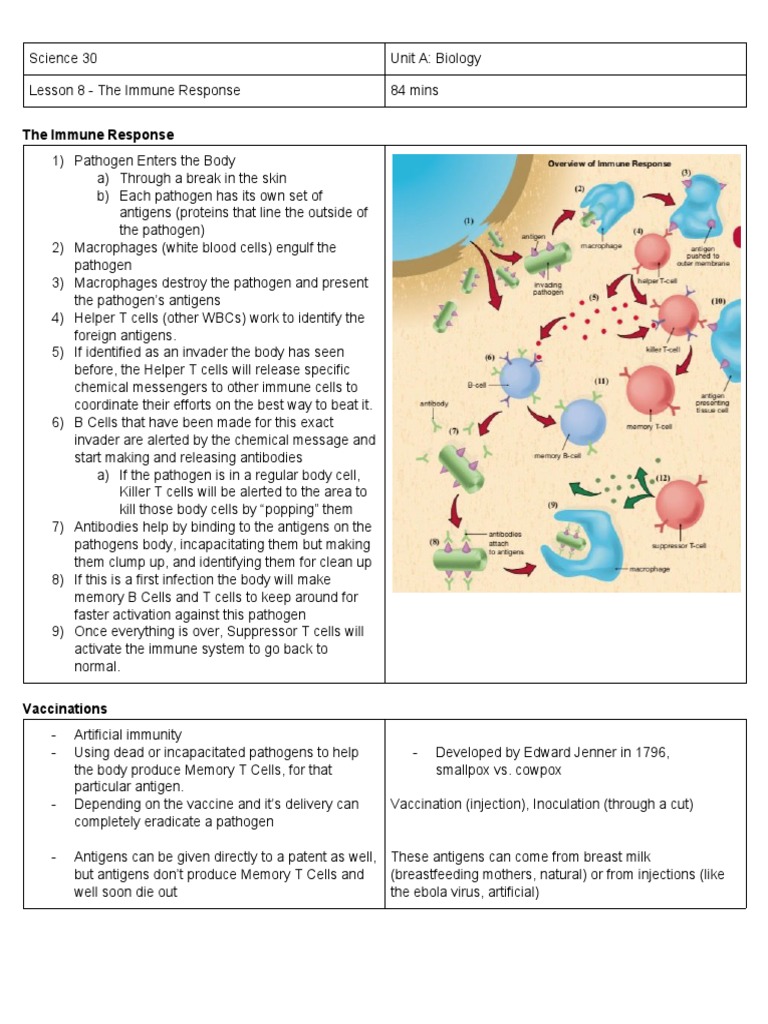 Science 30 - Unit A - Lesson 8 - The Immune Response | PDF | Immune System | Antigen