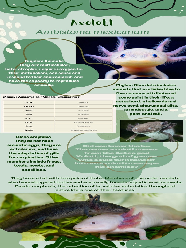 Axolotl Classification and Adaptations | PDF | Amphibian | Tetrapods