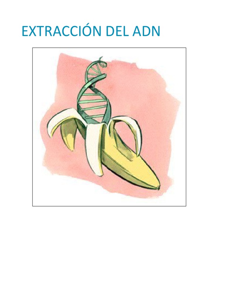 Extracción Del Adn | PDF | Membrana celular | Adn