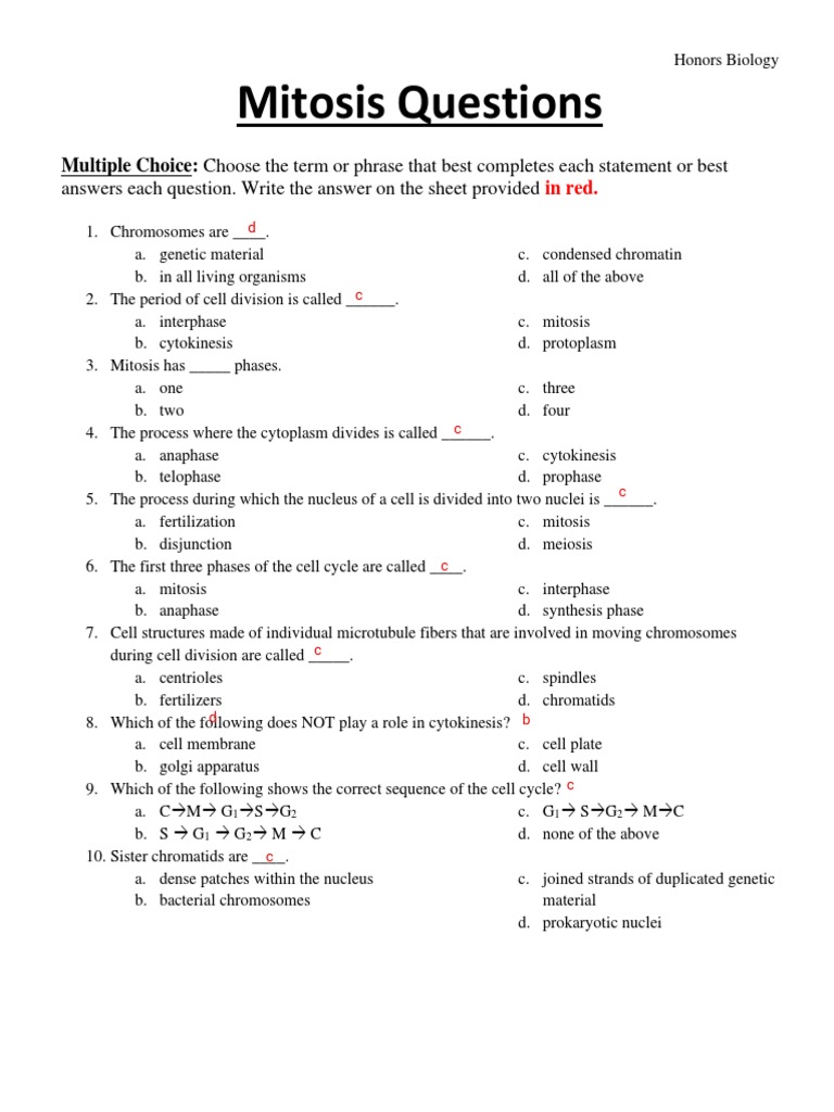 Mitosis Questions | PDF | Mitosis | Genetics