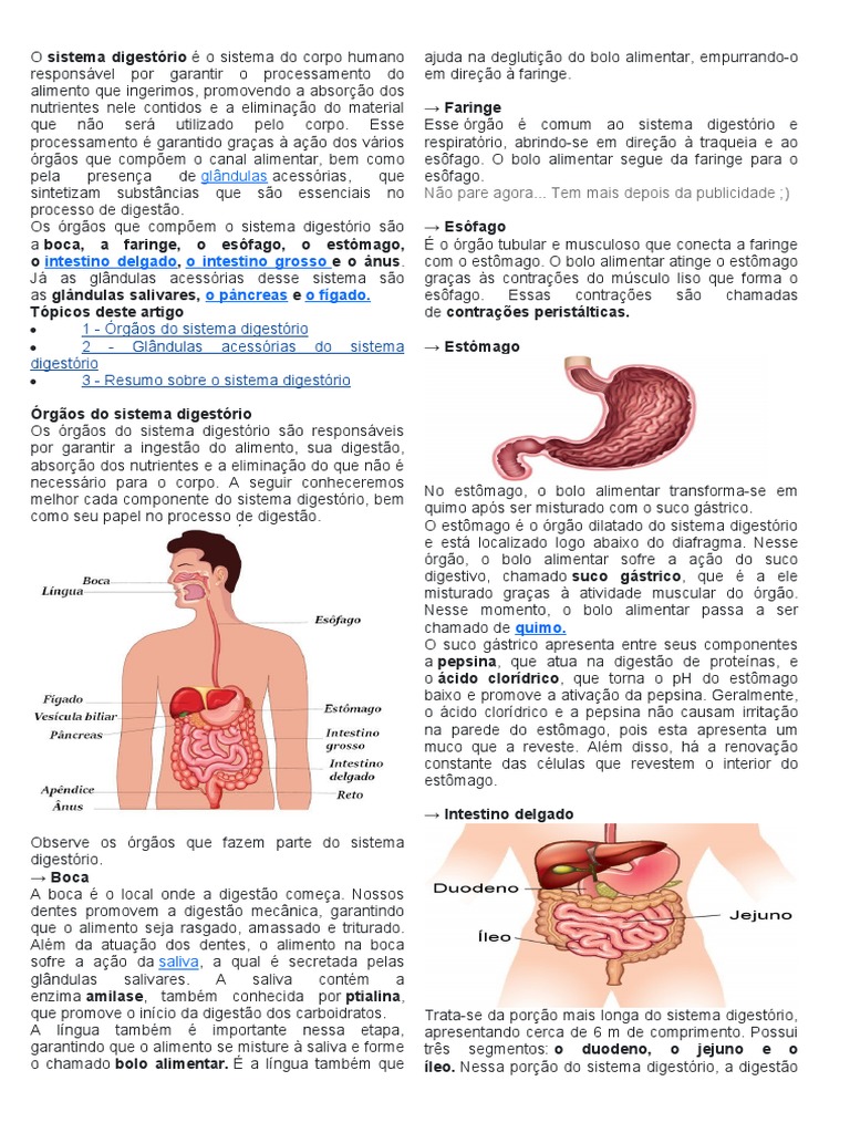 Sistema digestório: órgãos e funções | PDF | Sistema digestivo humano ...