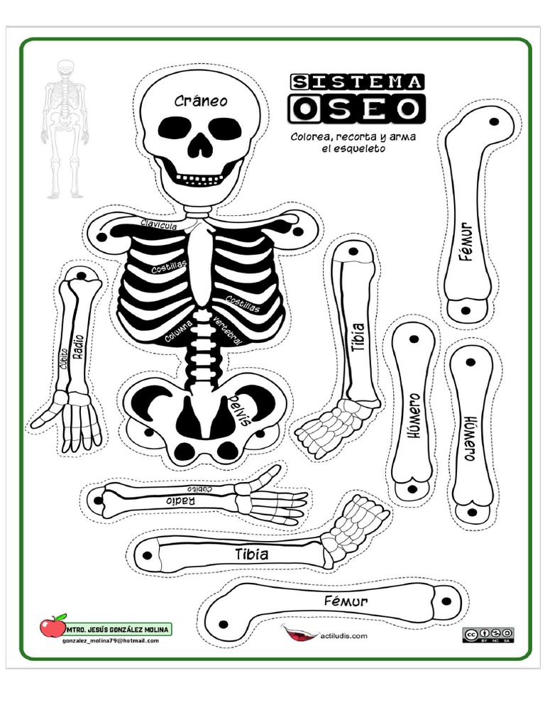 esqueleto movil | PDF