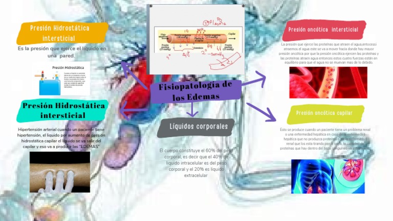 La Ley de Starling Fisiopatología de Los Edemas | Descargar gratis PDF ...
