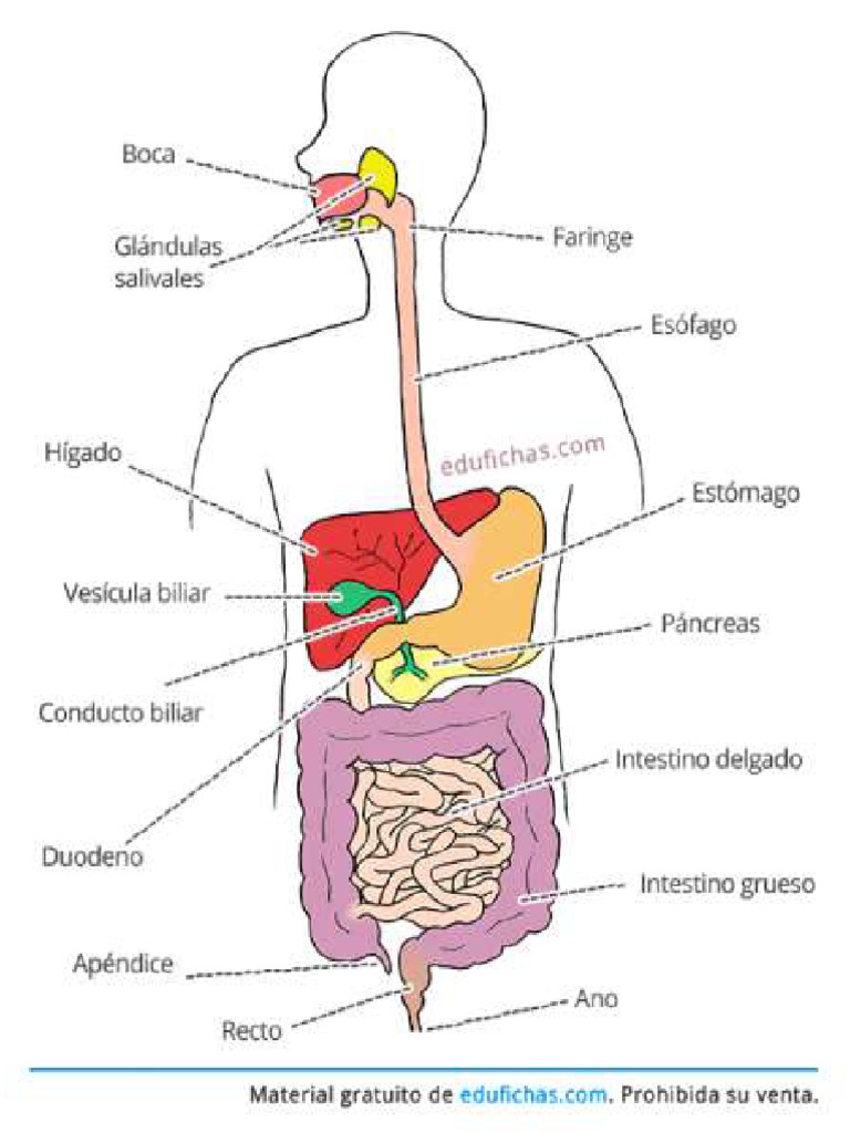 Sistema Digestivo - PDF para Imprimir | PDF