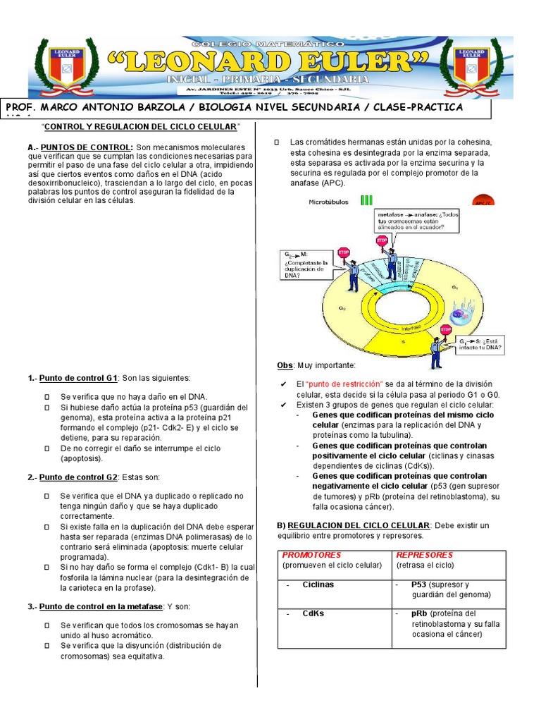Control Y Regulacion Del Ciclo Celular Pdf Ciclo Celular P53 3209