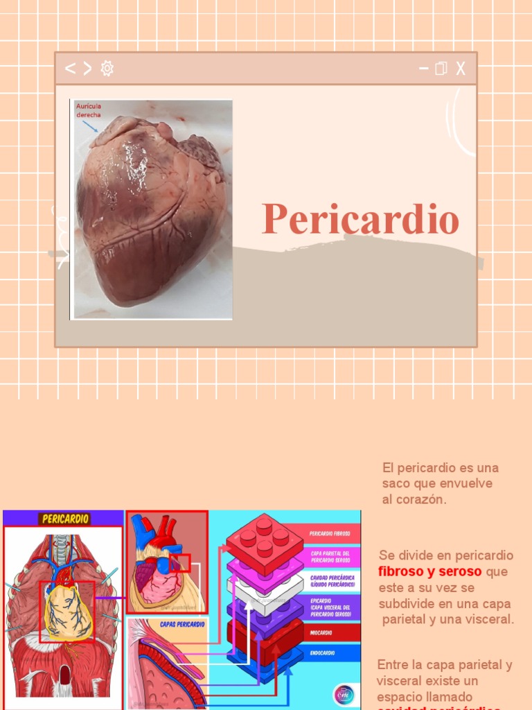 Anatomía del Pericardio y sus Partes | PDF | Anatomía humana | Anatomía