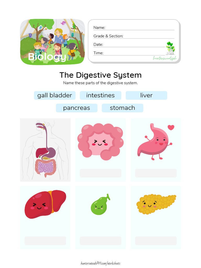 1 Digestive System Easy Labeling Worksheet For Kindergarten Grade 1 | PDF