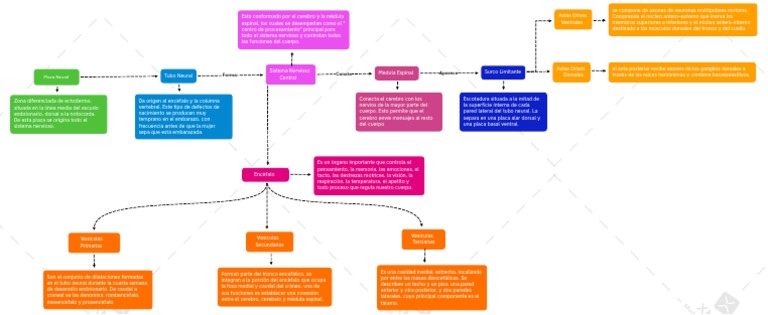 Mapa Conceptual Enfoque | PDF | Sistema nervioso | Cerebro