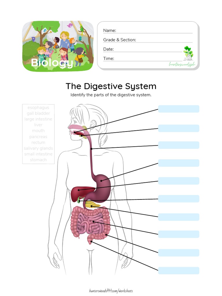 Digestive System Diagram for Grade 5 | PDF