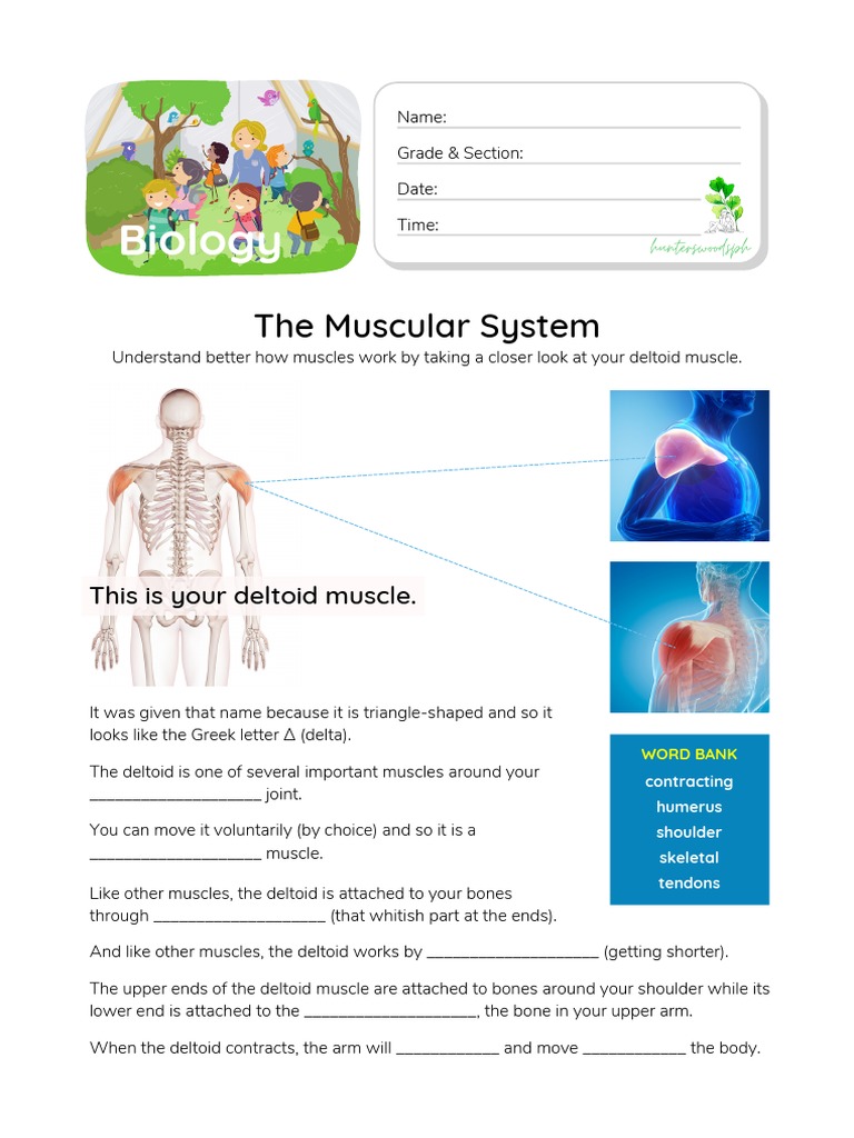 3 How The Muscular System Works Worksheet For Grade 4 | PDF