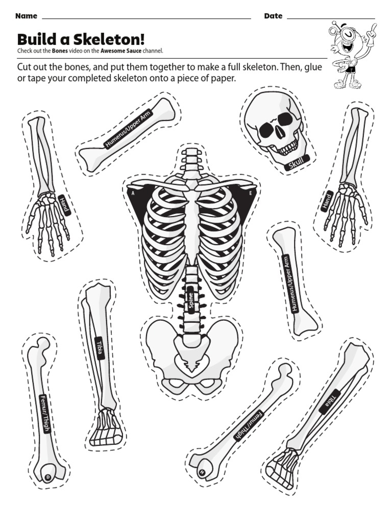 Build Your Own Skeleton Model | PDF