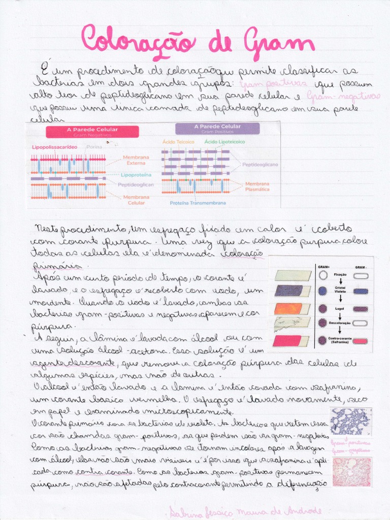 Resumo Coloração de Gram | PDF