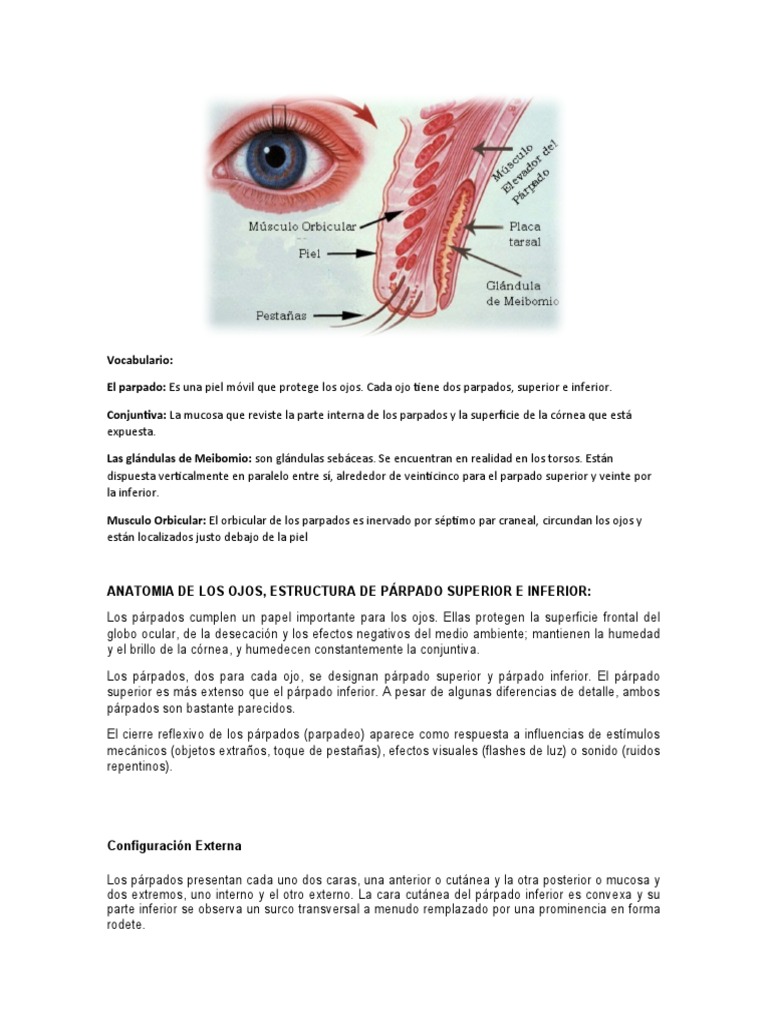 ANATOMIA DE LOS PARPADOS. | PDF | Ojo | Piel