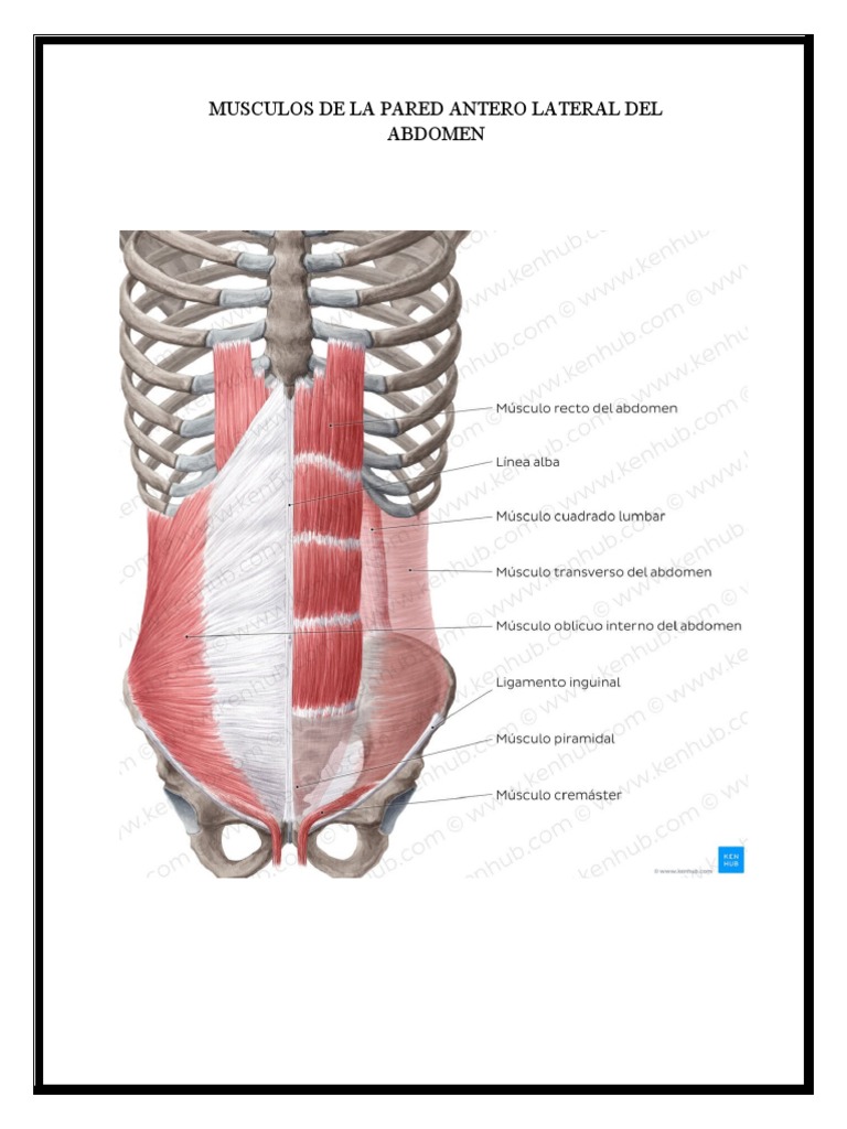 Musculos de La Pared Anterolateral Del Abdomen | PDF