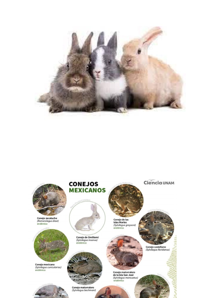 Imagenes de Conejos | PDF