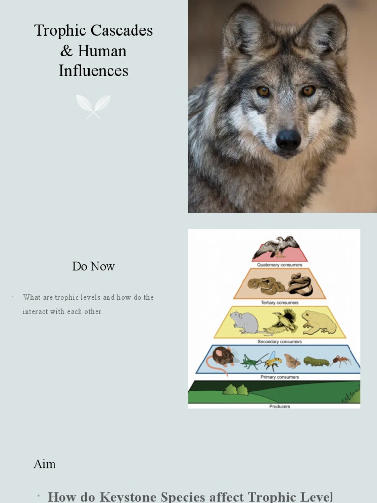 Ecosystem Dynamics & Keystone Species | PDF