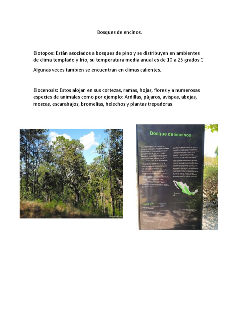 Bosques de Encinos y Coníferas en México | PDF
