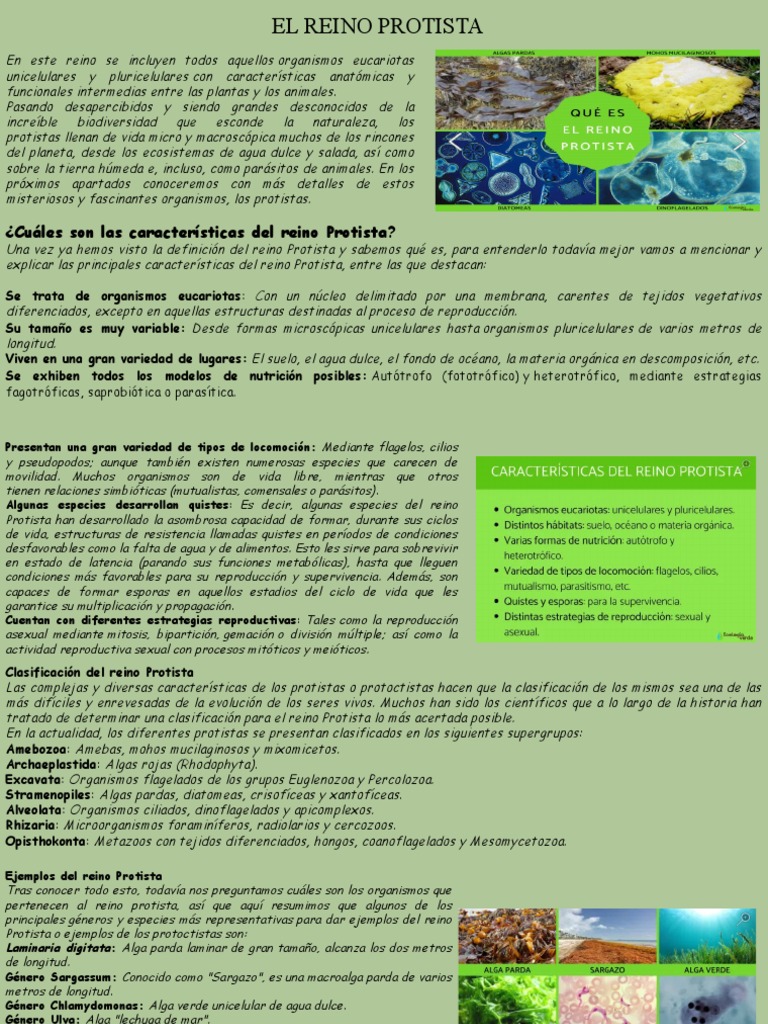 Reino Protista | PDF | Naturaleza | Biología