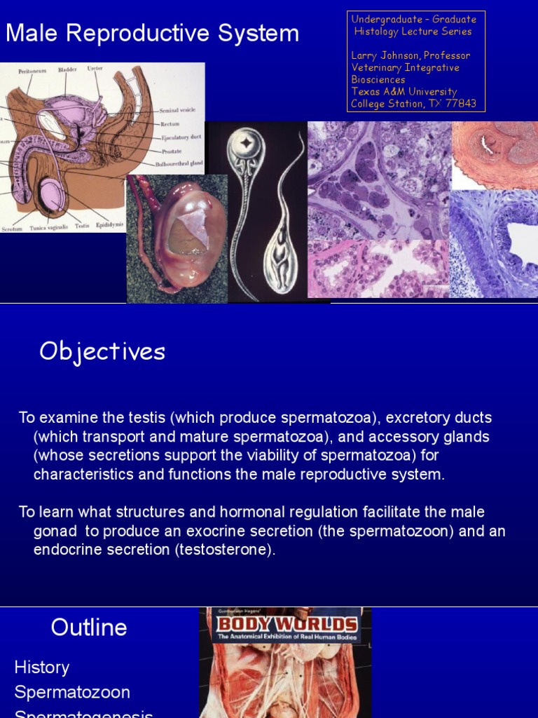 Understanding the Structures and Functions of the Male Reproductive ...