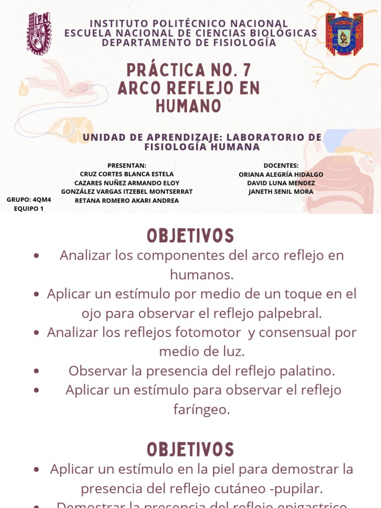 PRÁCTICA No. 7 ARCO REFLEJO EN HUMANO. E1 | PDF | Neurona | Anatomía