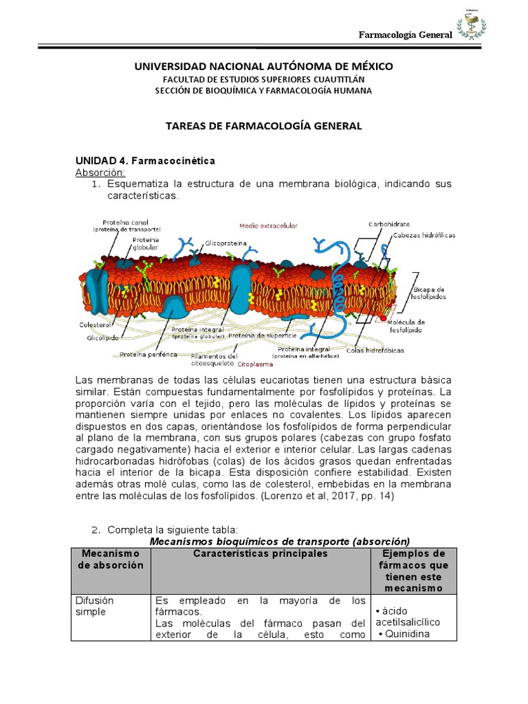 Tarea FG Absorción | PDF | Medicamentos con receta | Membrana celular