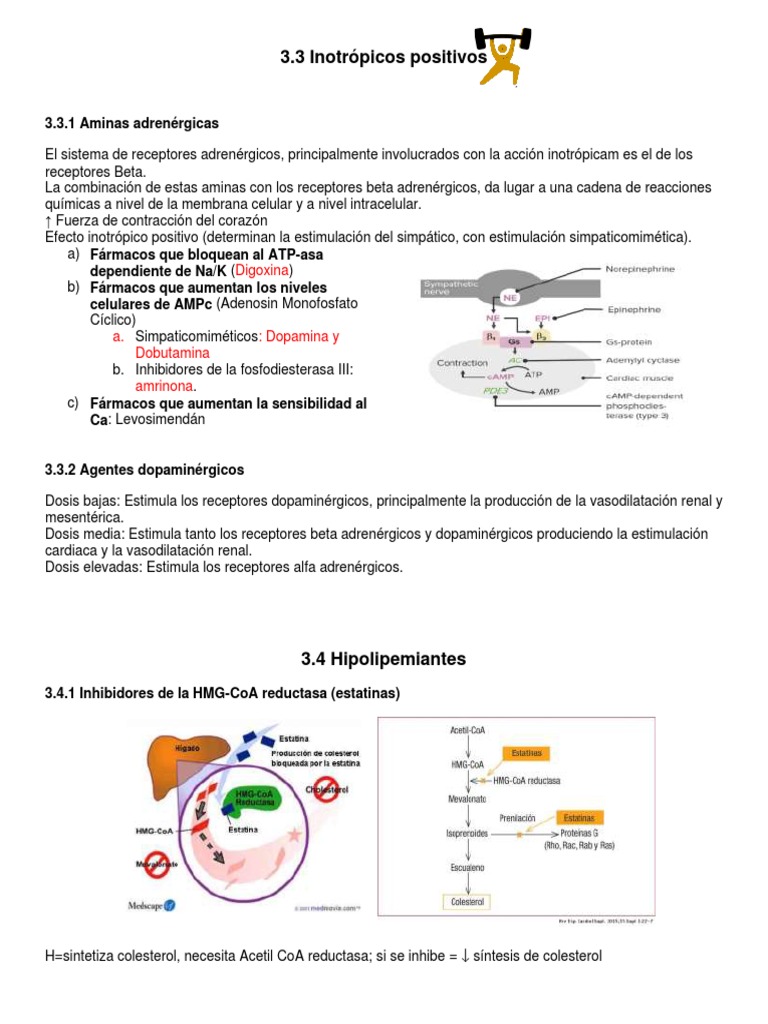 Fármacos Inotrópicos Positivos e Hipolipemiantes - Resumen | PDF