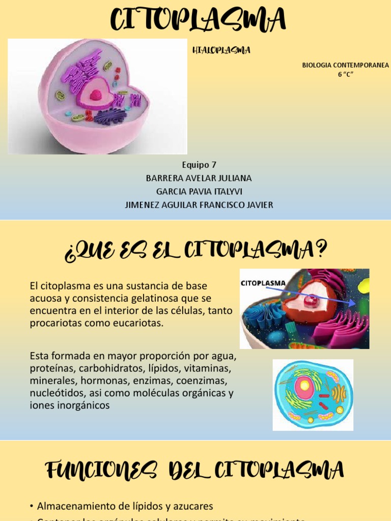 Funciones y Partes del Citoplasma | PDF | Citoplasma | Histología