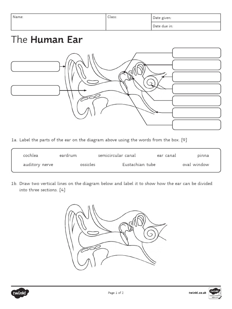 Parts Of The Ear Diagram Worksheet