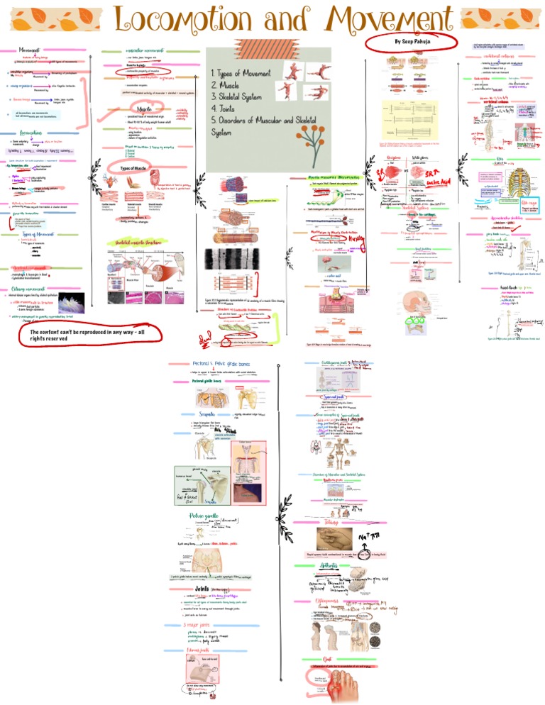 Locomotion & Movement- Micronotes.pdf | PDF | Vertebral Column ...