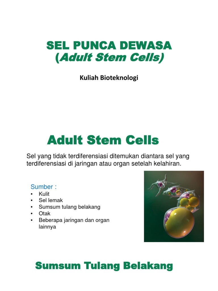 Sel Punca Dewasa | PDF | Kesehatan Holistik | Sains & Matematika