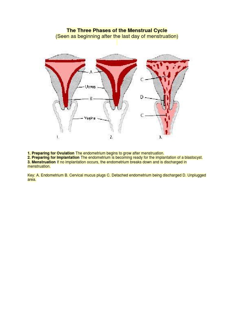 Three Phases of Menstrual Cycle | PDF | Menstrual Cycle | Implantation ...