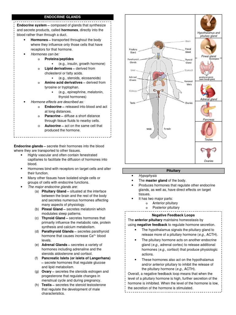 (Transes) Human Histology - 10 Endocrine Glands | PDF | Pancreas ...