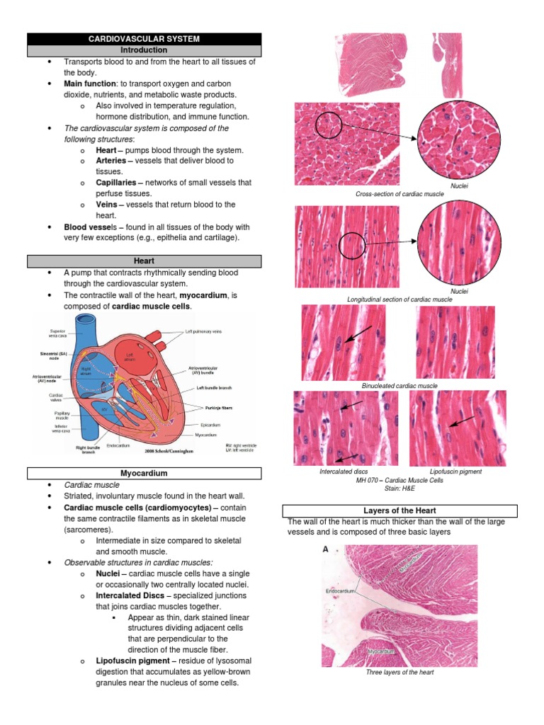 [TRANSES] HUMAN HISTOLOGY_11 CARDIOVASCULAR SYSTEM | PDF | Artery | Heart