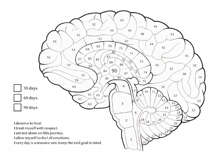 Brain Map | PDF