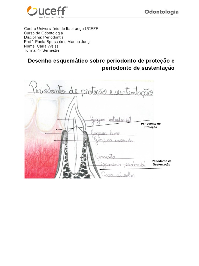 Desenho Esquemático Do Periodonto | PDF