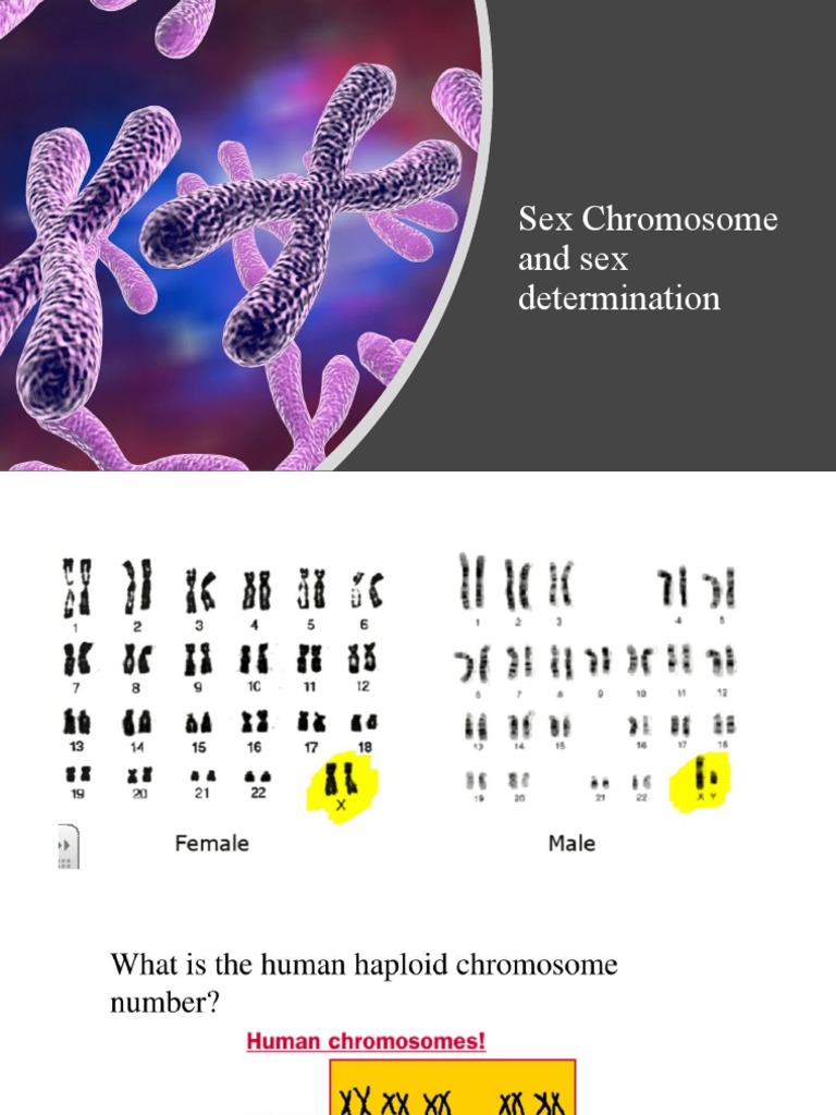 Sex Determination. Sex Linked Sex Influence Traits and Sex Limited ...