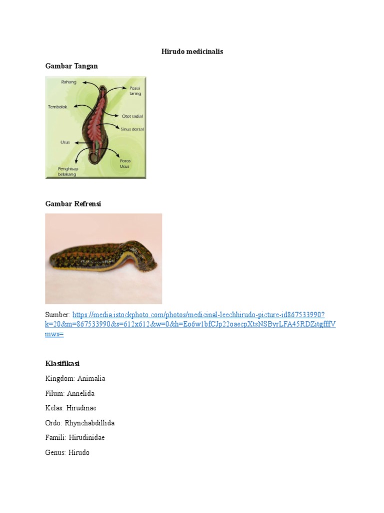 Klasifikasi dan Morfologi Hirudo medicinalis | PDF