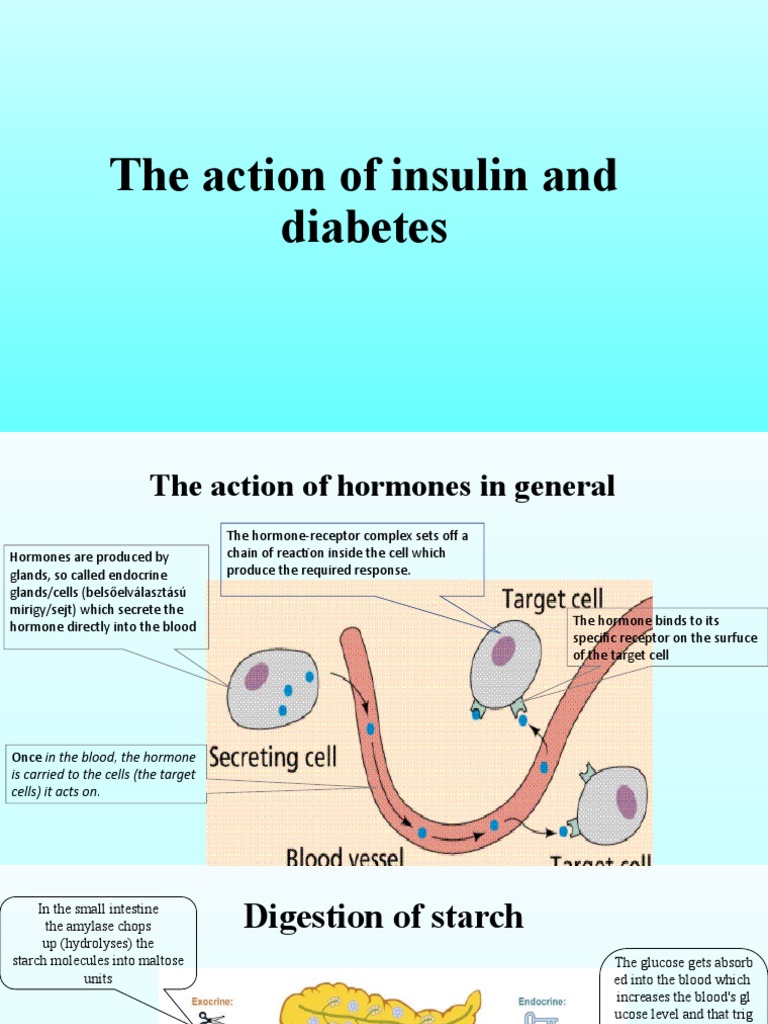 The Action of Insulin and Diabetes PPT LL | PDF | Insulin | Glucose