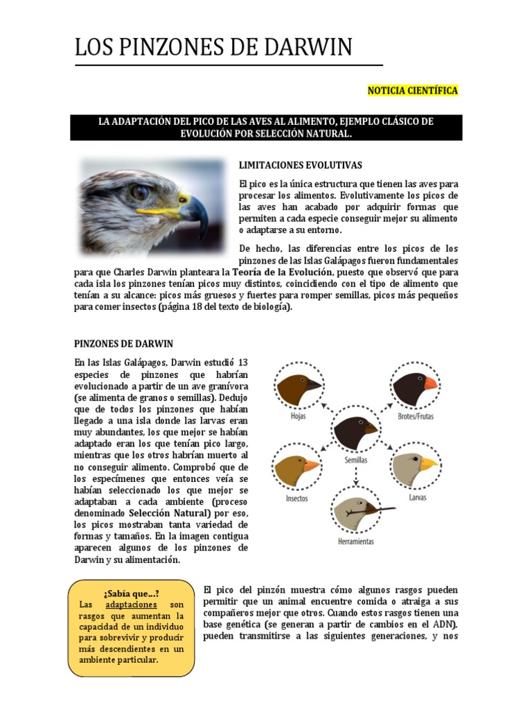 Clase N°8 LOS PINZONES DE DARWIN | PDF | Evolución | Aves