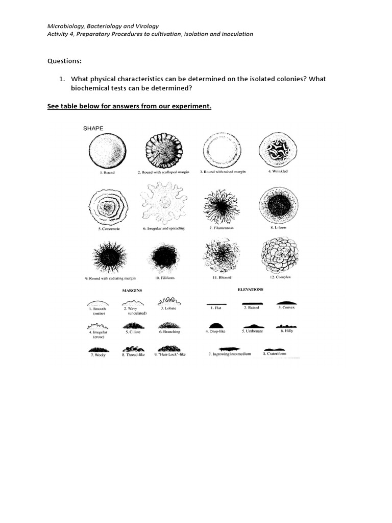 Microbiology Gram Staining Activity Pdf